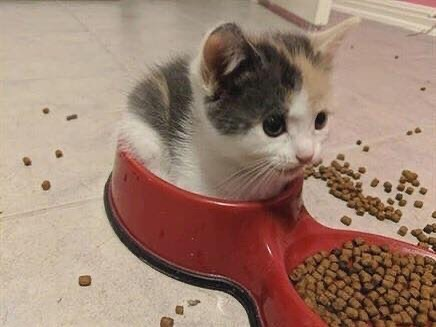 Every Upcoming Extreme Demon (Will be updated continually) Tier List ...