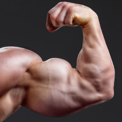 Create a Everything Muscles Tier List - TierMaker