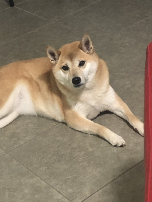 Fat Dog (US) Tier List (Community Rankings) - TierMaker