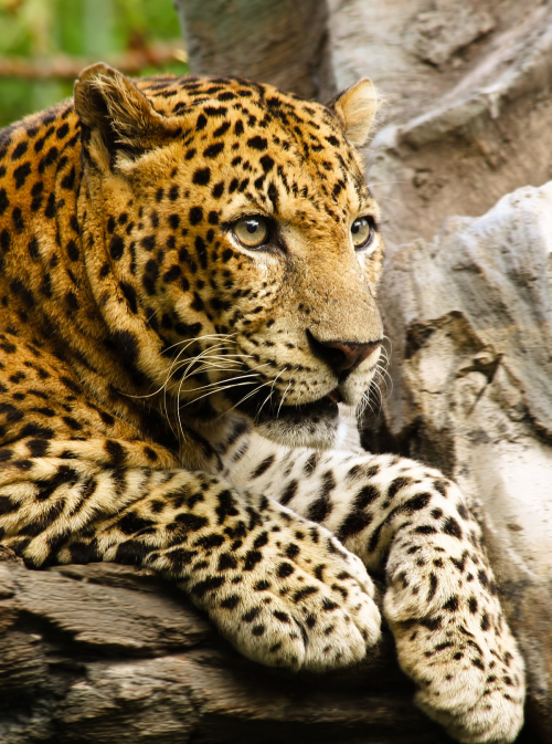 Create a Felines in Africa Tier List - TierMaker