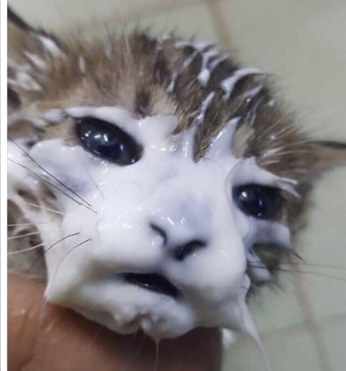 Create a Fire pokemon on how useful irl Tier List - TierMaker