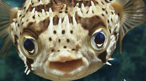 Fish Names That Sound Fishy: A Tier List (Community Rankings) - TierMaker