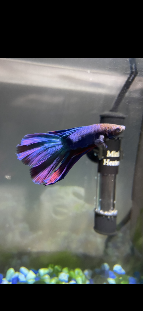 Fish POOL YES Tier List (Community Rankings) - TierMaker