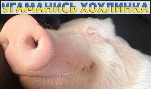 Flex Flex AniMe WaiFu aMoGUSs Tier List (Community Rankings) - TierMaker