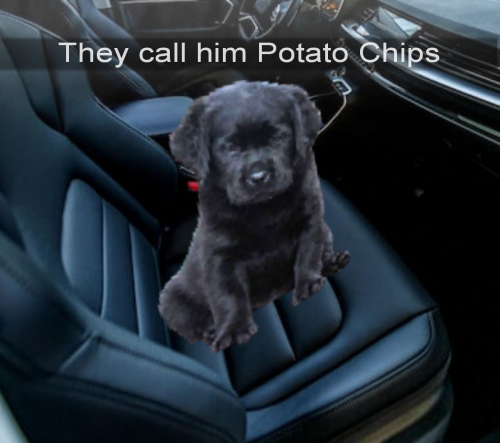 Create a FORSAKEN AR & FNAF AR - Animatronic | DOG SUNDAY? BIG PAT ...