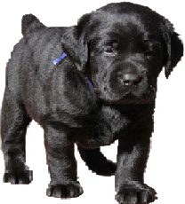 Create a Forsaken AR Dev Skins [UPDATED] Tier List - TierMaker