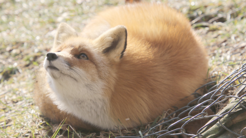 Fox Characters in Media Tier List (Community Rankings) - TierMaker