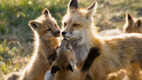 Fox Species Tier List (Community Rankings) - TierMaker