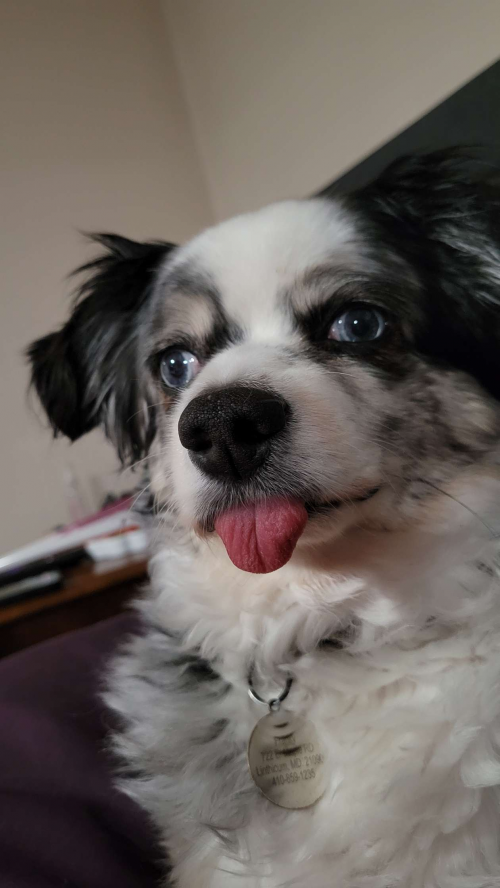 Create a Franky the goofy dog Tier List - TierMaker