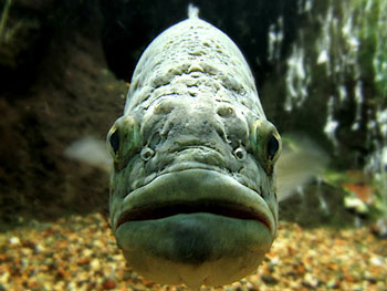 Create a Freshwater fish ranking (taste) Tier List - TierMaker