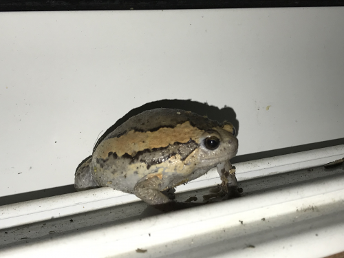 Create a Frog/Toad species Tier List - TierMaker