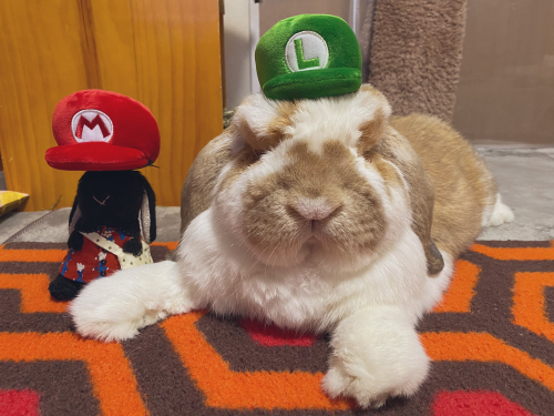 gajumaru tierlist Tier List (Community Rankings) - TierMaker