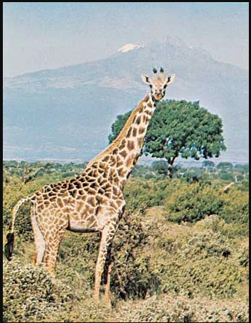 Create a Gender Tier List - TierMaker