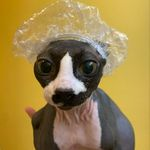 Create a Gloop Cats Tier List - TierMaker