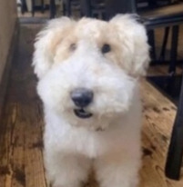 Create a Gooch list Tier List - TierMaker