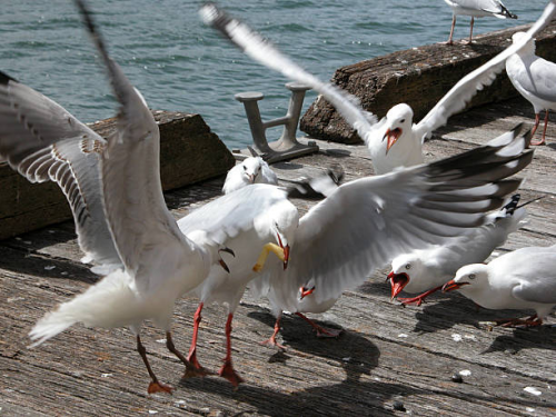 Create a Gull Tier-List Tier List - TierMaker