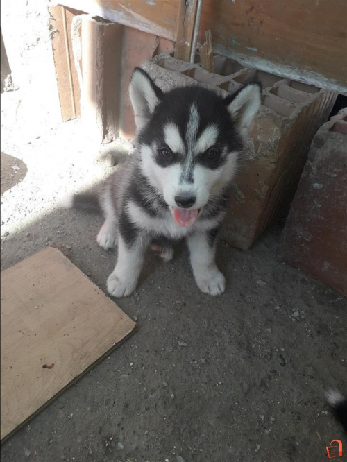 Create a Haska Corporation Tier List - TierMaker