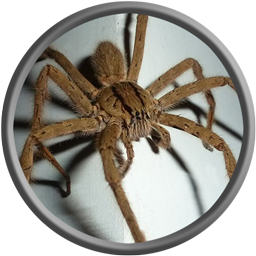 Height Tier List (Community Rankings) - TierMaker