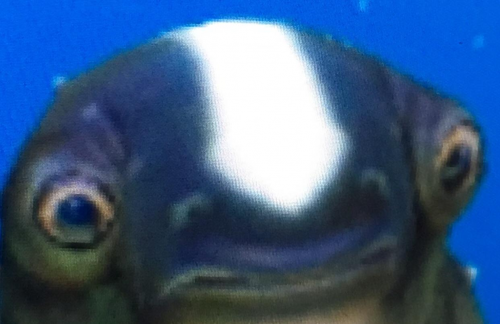 Hottest DBD Characters Tier List (Community Rankings) - TierMaker