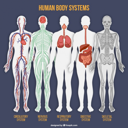 Create A Human Body Systems Tier List TierMaker Create A Human Body Systems Tier List TierMaker