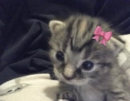 Create a inside jokes Tier List - TierMaker