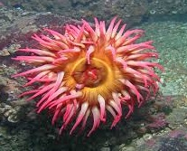 Invertebrates 1 Tier List (Community Rankings) - TierMaker