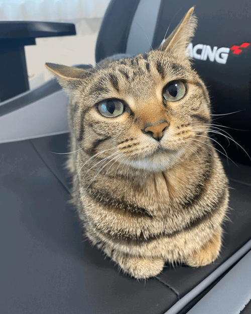 Create a Italian Ranker Tier List - TierMaker