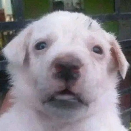 Create a Jotchua Amigos Tier List - TierMaker