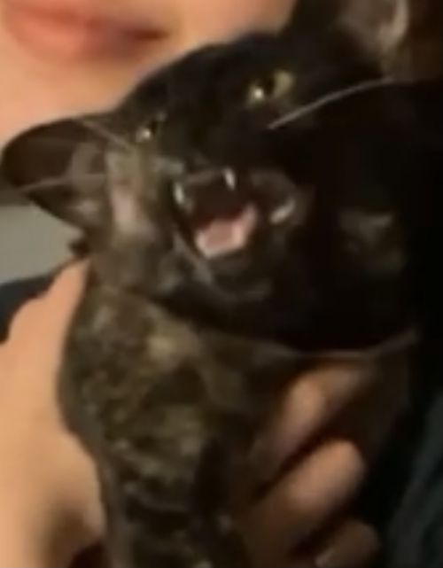 Jsjsjs Tier List (Community Rankings) - TierMaker