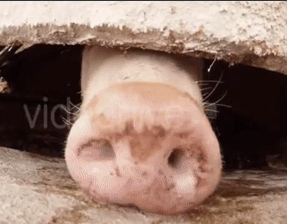 Create a KOS tiers Tier List - TierMaker