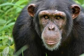 Create a Le Monkey Tier List - TierMaker