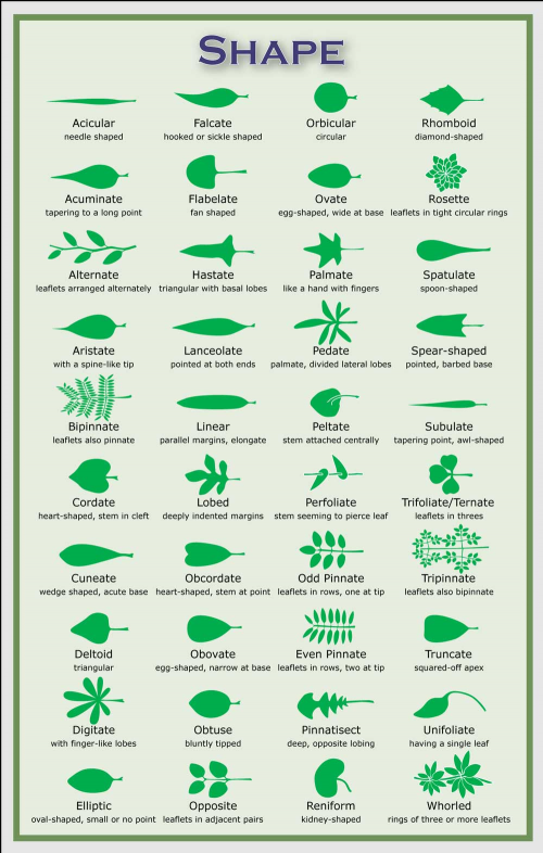 Create a Leaf Shape Tier List - TierMaker