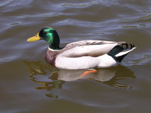 les plus gros canards Tier List (Community Rankings) - TierMaker