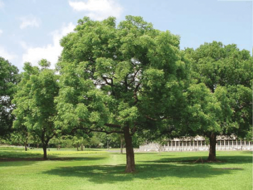 Create a List Of Trees Tier List - TierMaker