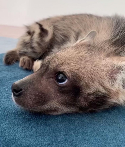 Create a Load Aim Burn characters Tier List - TierMaker