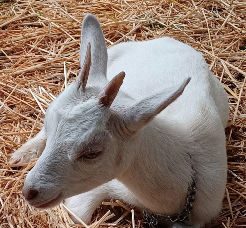 Magus OC tiers Tier List (Community Rankings) - TierMaker