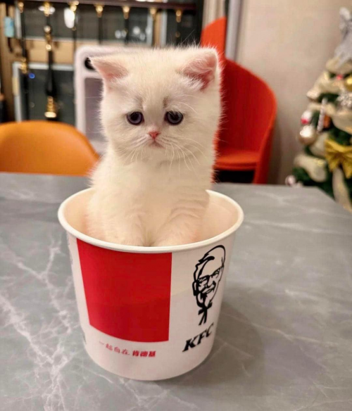 Create a (Main) amity bloomer Tier List - TierMaker