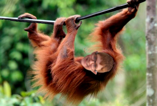 Create a Makako Tier List - TierMaker