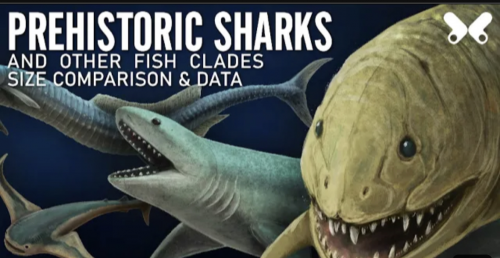 Create a Mario Lanzas Sharks and Prehistoric Fish Design Tier List ...