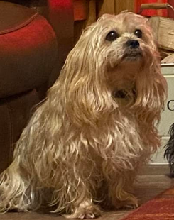 Create a Max Dogs Tier List - TierMaker