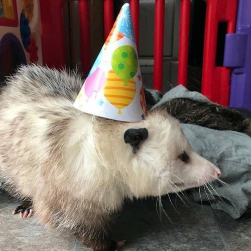 Melhor pessoa do Opossum Party Tier List (Community Rankings) - TierMaker