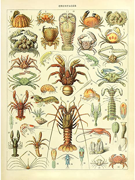 Create a Members of the Crustacean Family Tier List - TierMaker