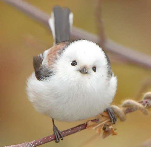 ML IGN Tier List (Community Rankings) - TierMaker