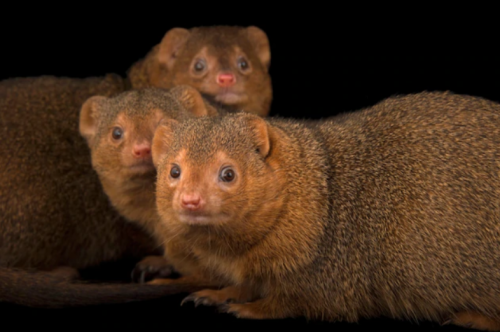 Create a Mongeese Year of Study Tier List - TierMaker