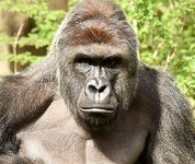 Create a monke monke big big monke Tier List - TierMaker