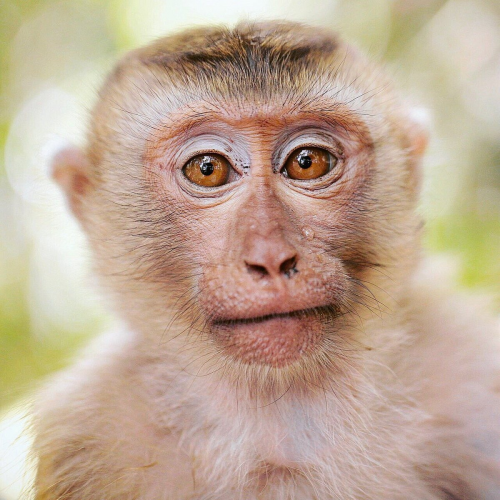 monke vc list updated Tier List (Community Rankings) - TierMaker