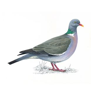 Most boring UK birds: Tier List (Community Rankings) - TierMaker