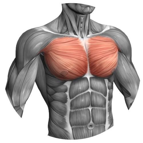 Create a Muscle Groups Tier List - TierMaker