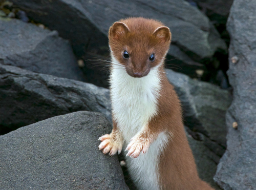 Create a Mustelidae Cuteness Tier List - TierMaker