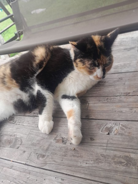 My BC true forms Tier List (Community Rankings) - TierMaker